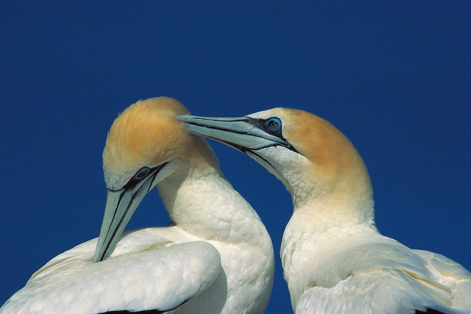 GANNET